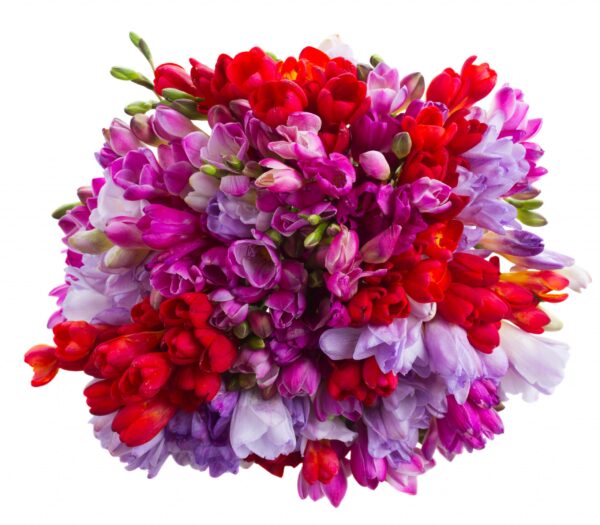 Pear and Freesia Fragrance Oil - Discount Candle Supplies